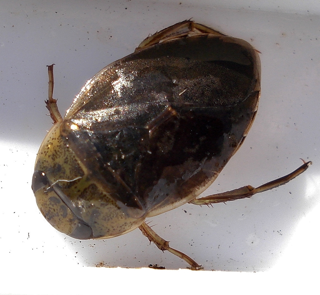 Water bugs (BHS Schoolyard Biodiversity Guide) · iNaturalist