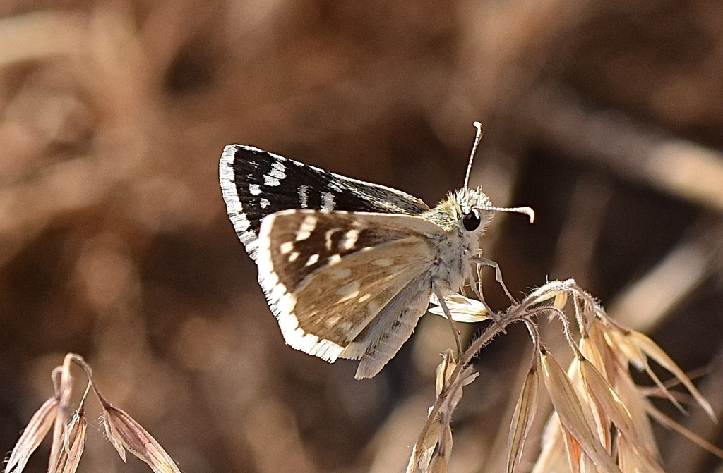Small Checkered Skipper (Butterflies / Moths of Highline Lake State ...