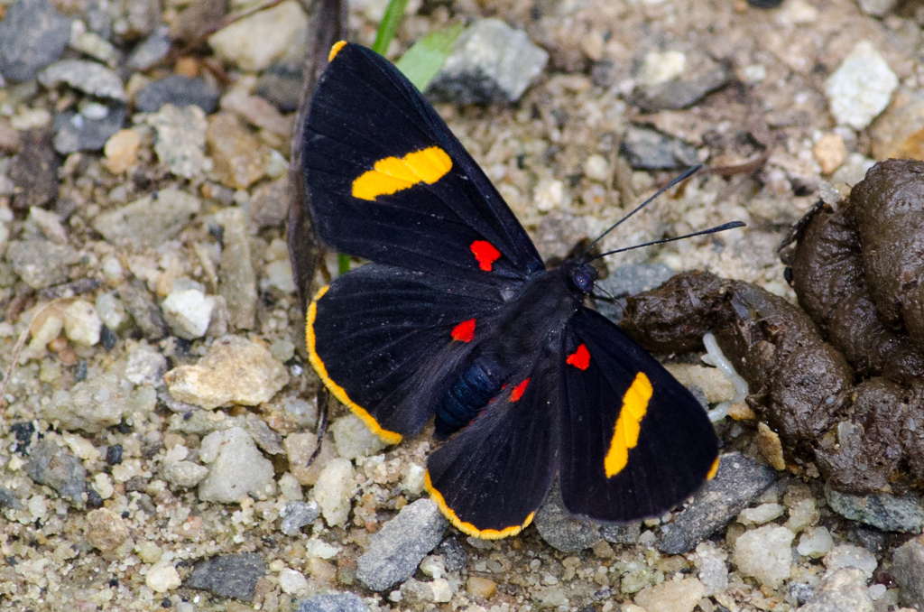 Orange-barred Pixie from yopal, colombia on August 19, 2015 at 07:54 AM ...