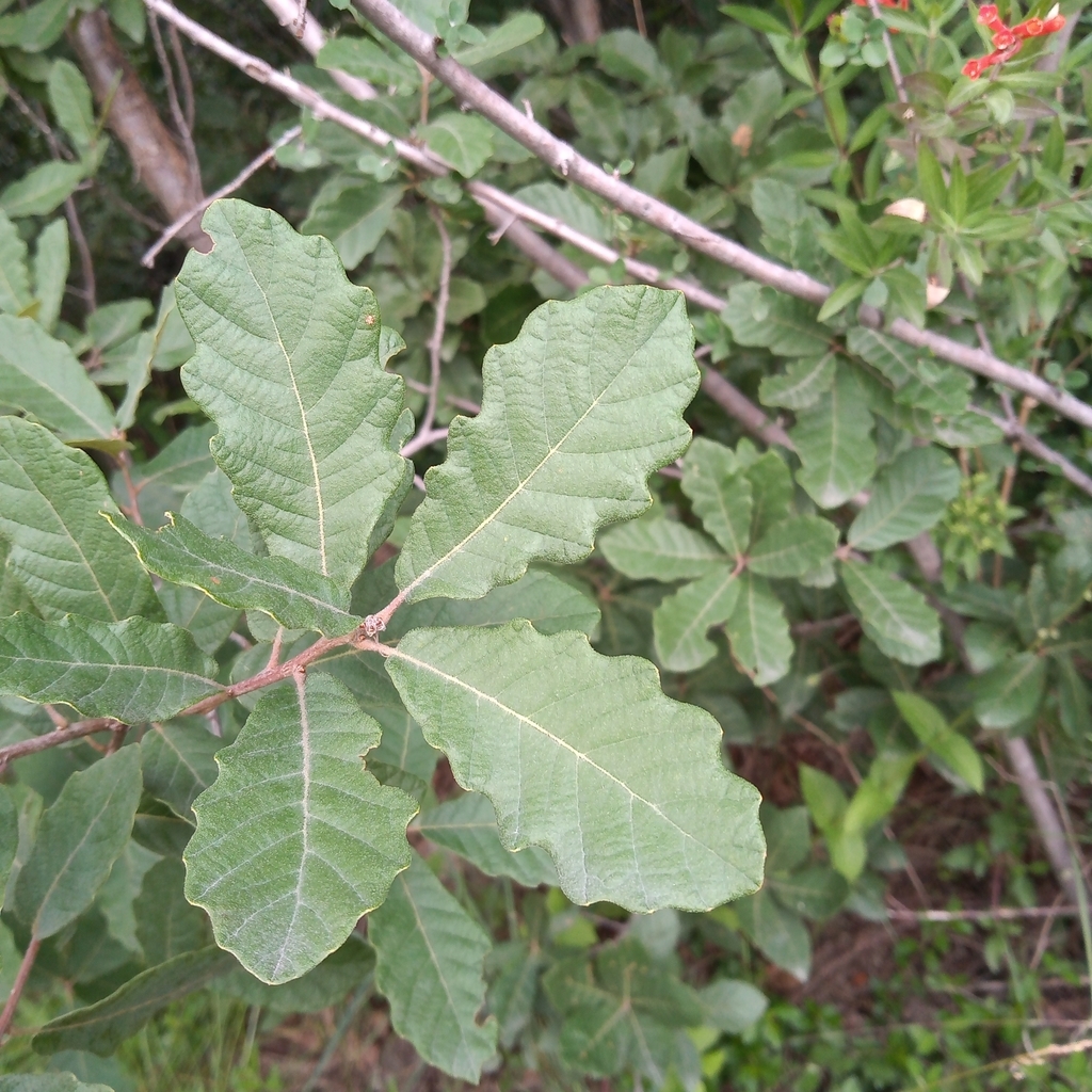 Quercus laeta from Bosques del Lago, 54766 Cuautitlán Izcalli, Méx ...