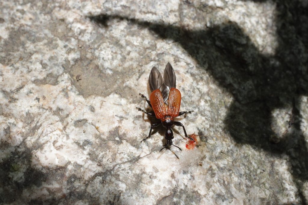 Compsapoderus geminus from Kobe-shi, Hyogo Prefecture, Japan on June 08 ...