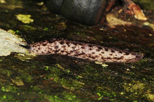 Brown-spotted Mantleslug (Philomycus venustus) (Gastropods of the ...