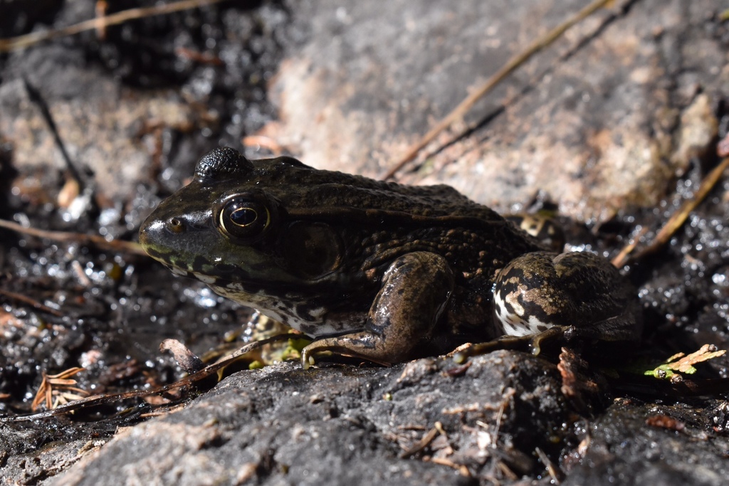 Green Frog from Pukaskwa, CA-ON-TB, CA-ON, CA on August 18, 2020 at 12: ...