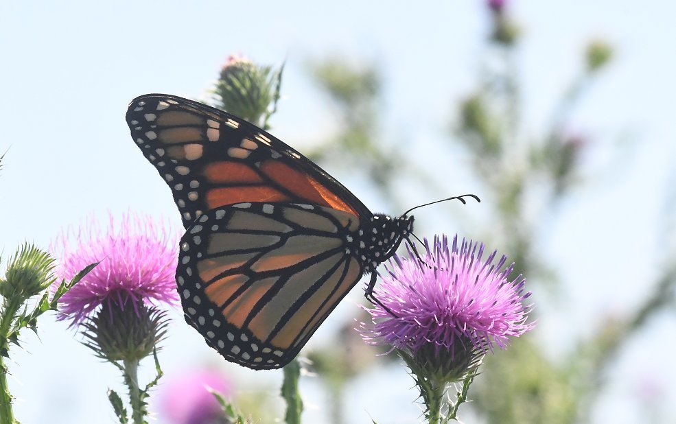 Monarch from Grand Isle, VT 05458, USA on July 16, 2017 by hobiecat ...