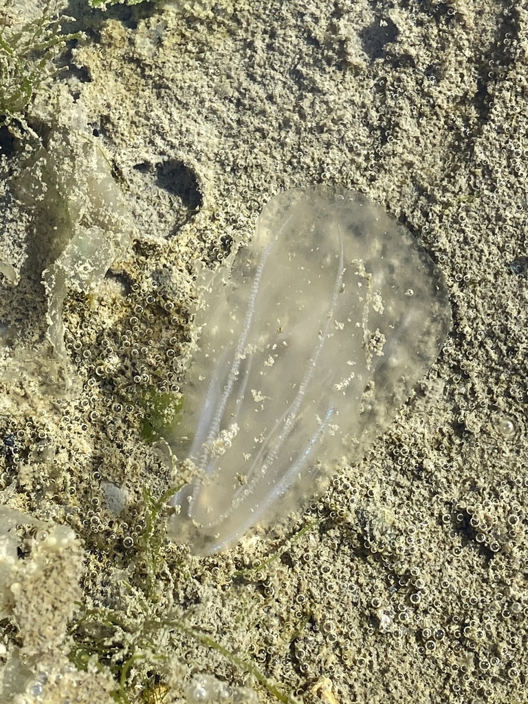 Sea Walnut from Breakwater Harbor, Lewes, DE, US on August 20, 2020 at ...