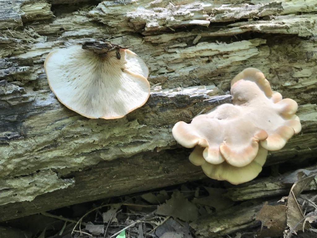 bear lentinus from Albert Johnson Rd, Nashville, IN, US on August 16 ...