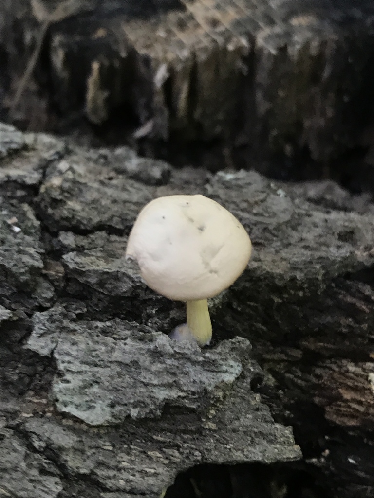 Clitocybe subditopoda from Albert Johnson Rd, Nashville, IN, US on ...