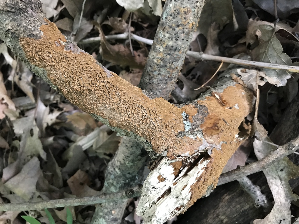 brown-toothed crust fungus from Brown County, US-IN, US on August 16 ...