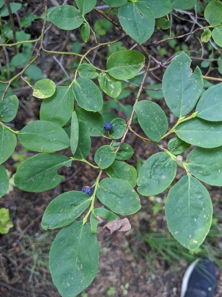 thinleaf huckleberry from Tony Grove Lake on August 19, 2020 at 04:15 ...