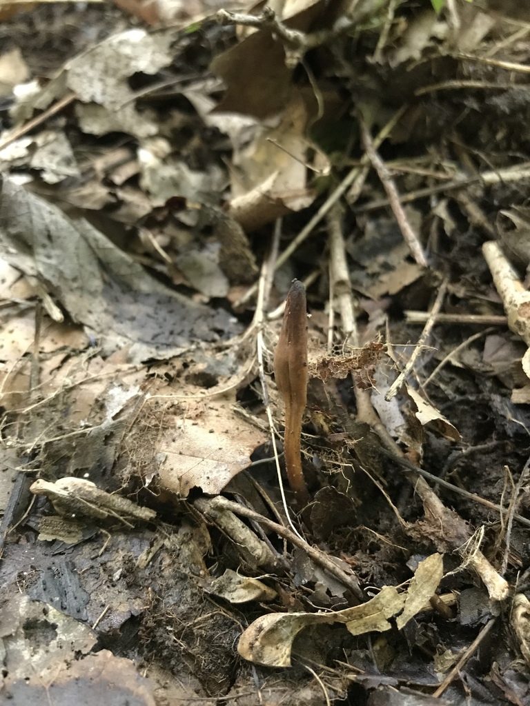 Microglossum from Brown County, US-IN, US on August 16, 2020 at 06:46 ...