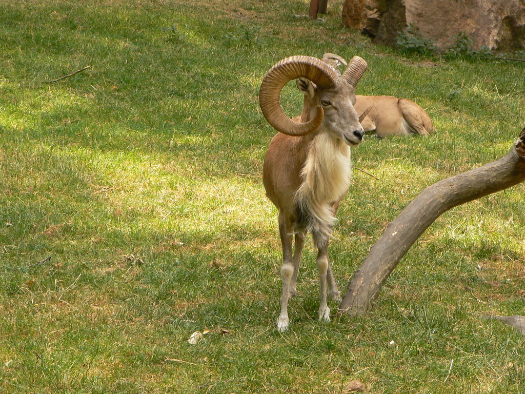Urial (Ovis vignei) - Know Your Mammals