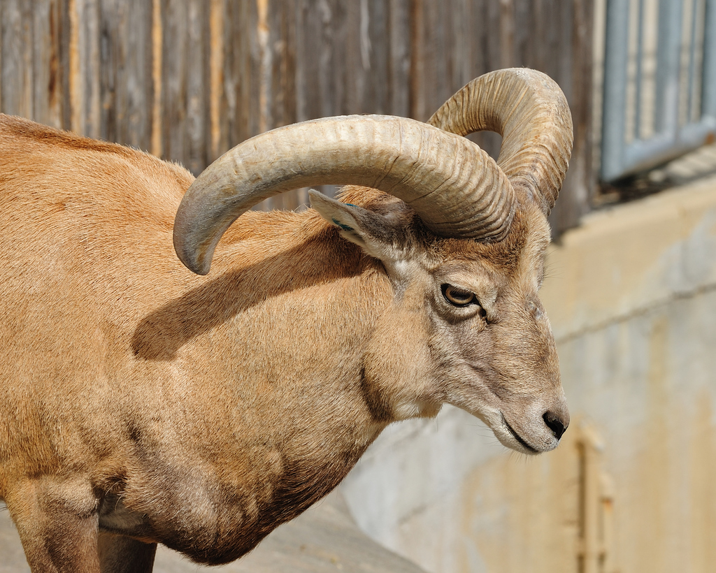 Anatolian Mouflon (Ovis gmelinii gmelinii) - Know Your Mammals
