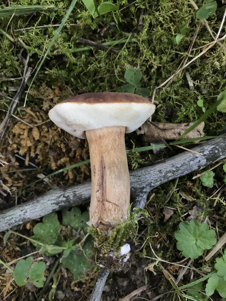 Beveled-cap Bolete from Albert Johnson Rd, Nashville, IN, US on August ...