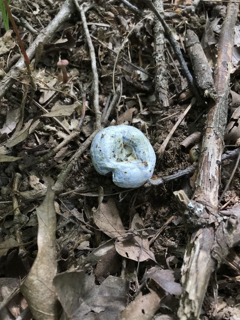 indigo milk cap from Albert Johnson Rd, Nashville, IN, US on August 17 ...