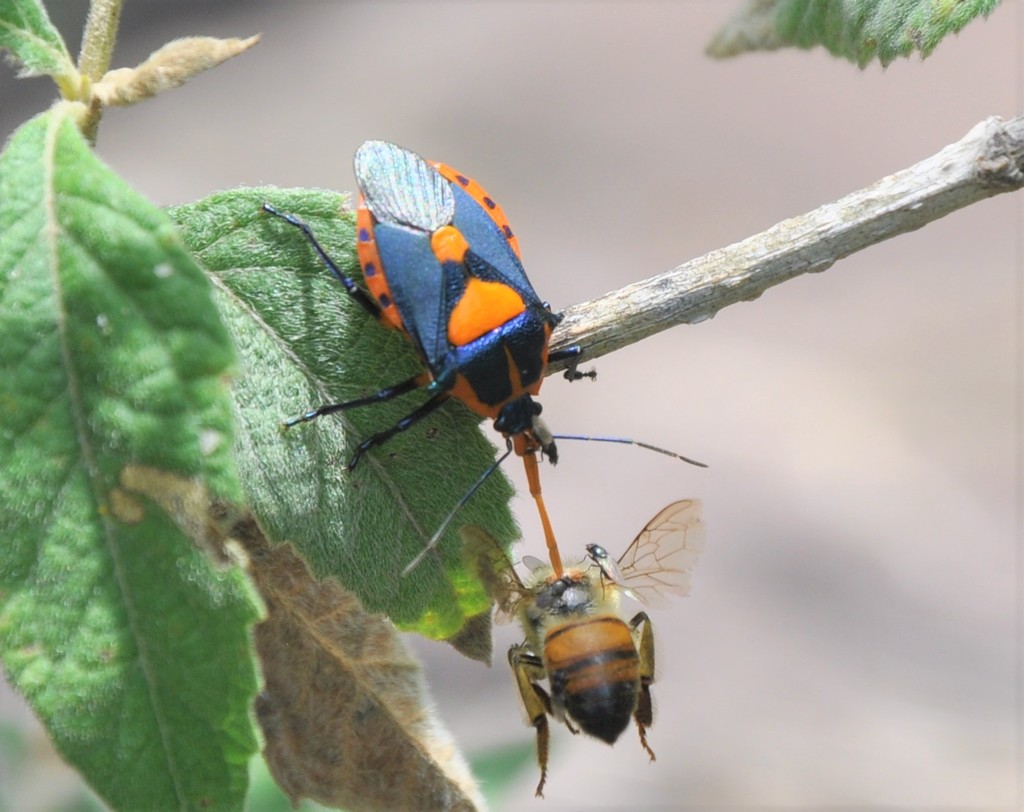 Florida Predatory Stink Bug from Corregidora, Qro., México on August 20 ...