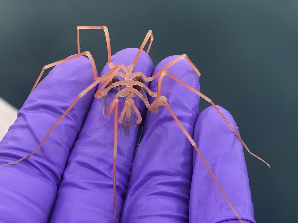 Nymphon from Eclipse Sound, CA on August 20, 2020 at 08:05 AM by jeff ...