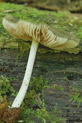 Pluteus septocystidiatus · iNaturalist