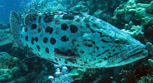 Potato Rockcod (Field guide to fishes of the Coral Sea Marine Park ...