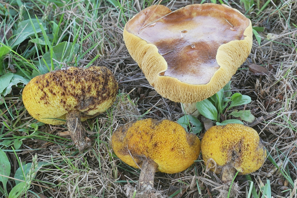 Dotted-stalked Suillus from Union County, US-IN, US on August 15, 2020 ...