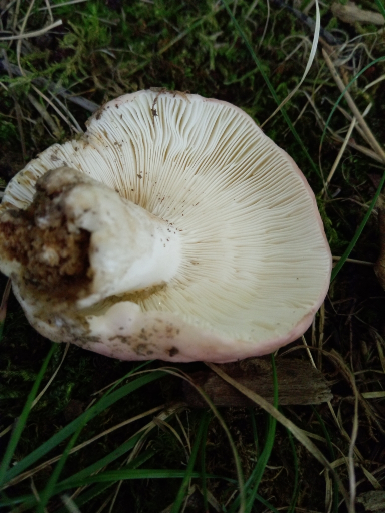 Variable Russula from Clay Township, IN, USA on August 20, 2020 at 12: ...