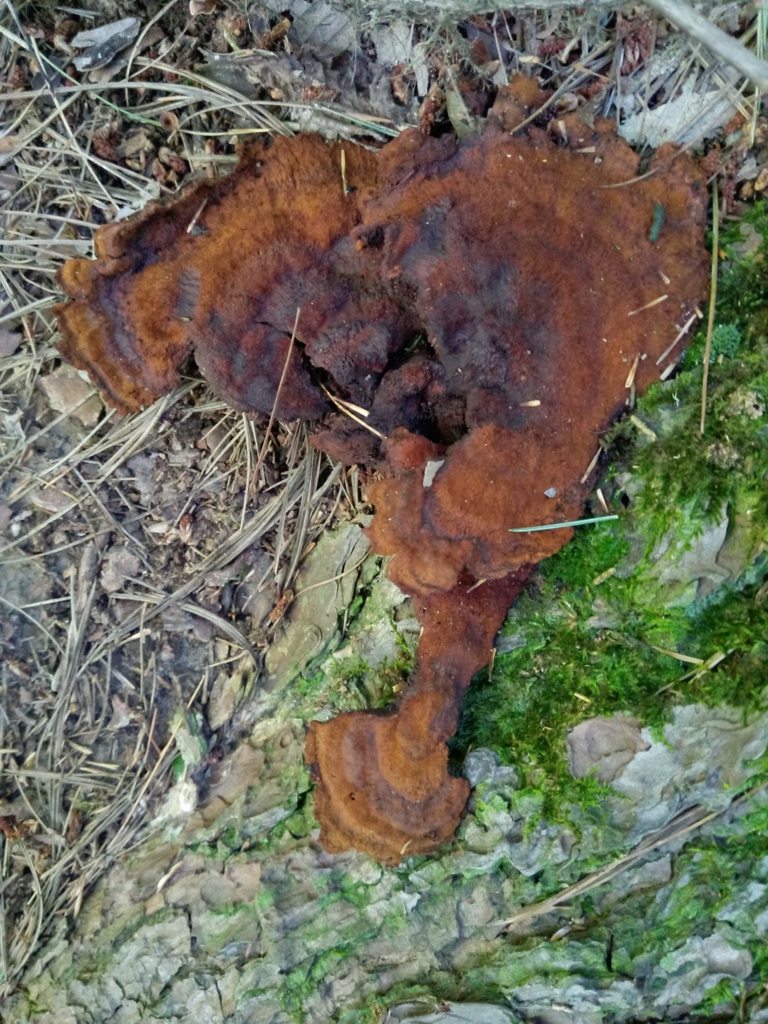 Dyer's Polypore from Clay Township, IN, USA on August 20, 2020 at 01:33 ...