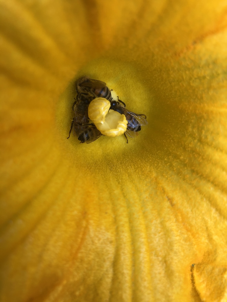 Western Honey Bee from SE Meldrum Ave, Portland, OR, US on August 18 ...