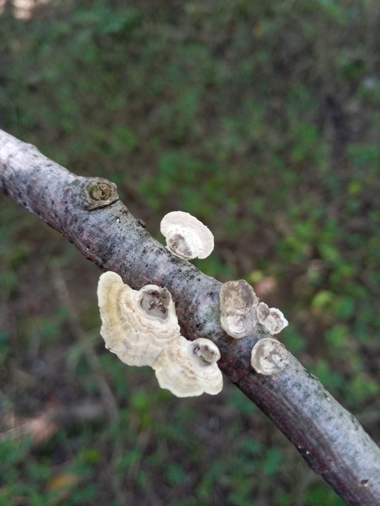 little nest polypore from Clay Township, IN, USA on August 20, 2020 at ...