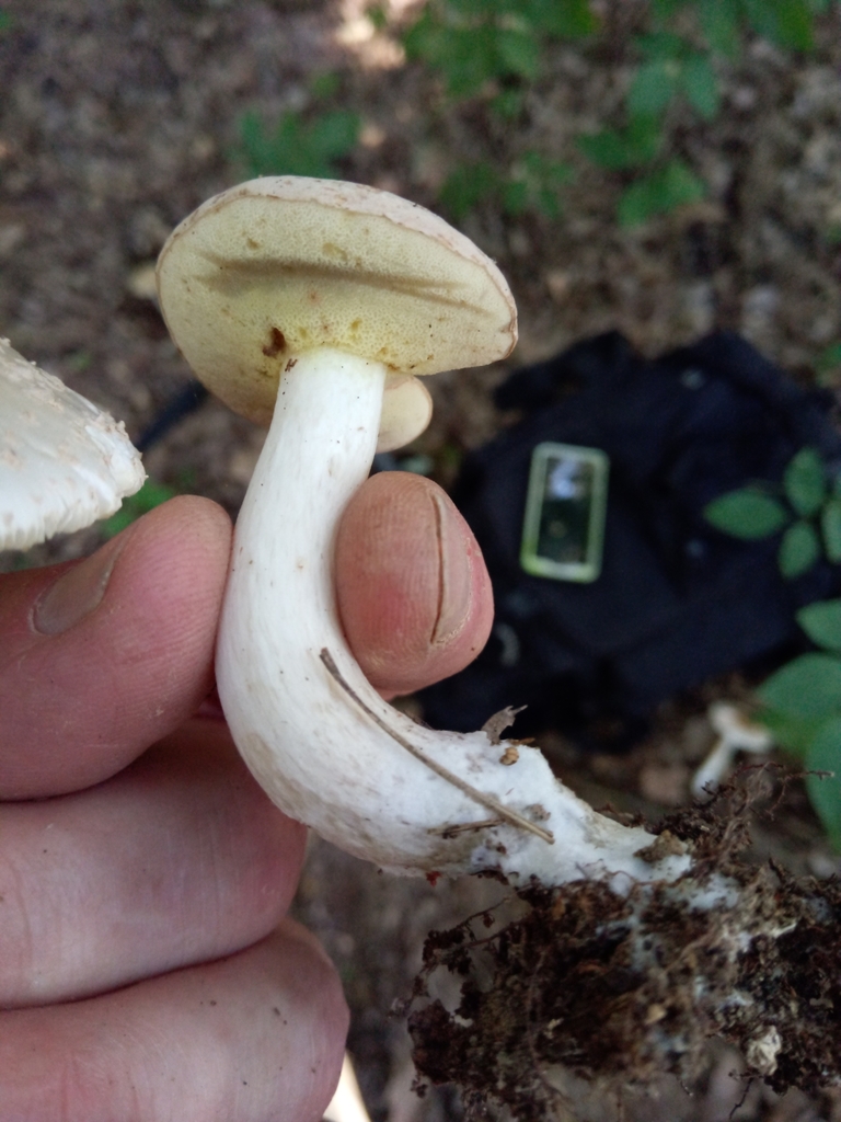 pallid bolete from Spencer County, US-IN, US on August 20, 2020 at 05: ...