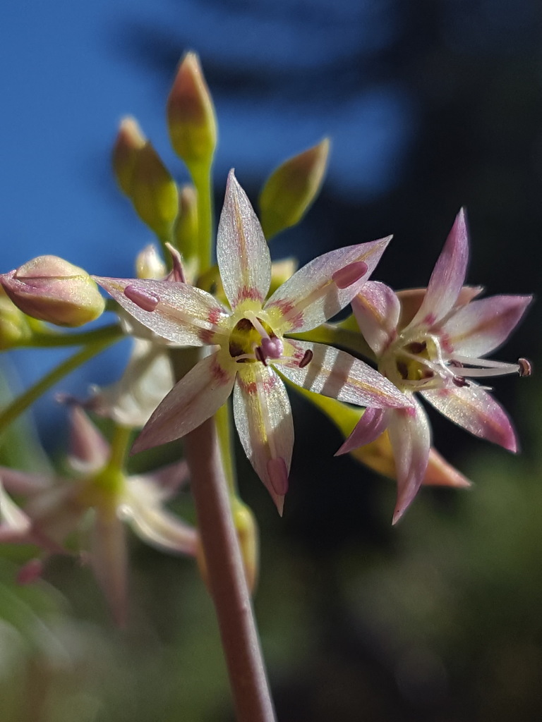 (Allioideae) - Botanical Realm