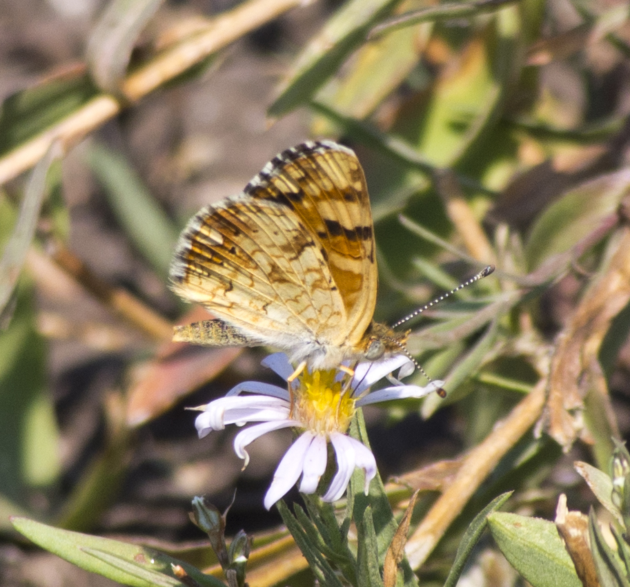 Camillus Crescent (Dinosaur National Monument Butterfly Guide 🦋 ...