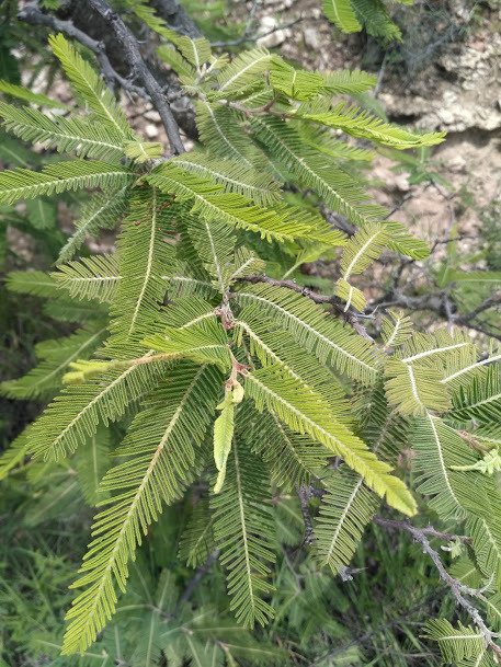 fern-leaf acacia in August 2020 by Fernando Moreno · iNaturalist