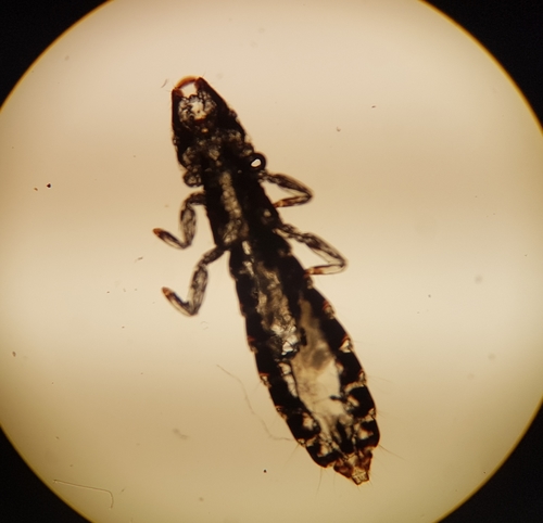 Genus Paraclisis · iNaturalist