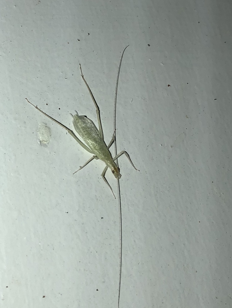 Common Tree Crickets from Broadview Dr, Barrington, RI, US on August 20 ...