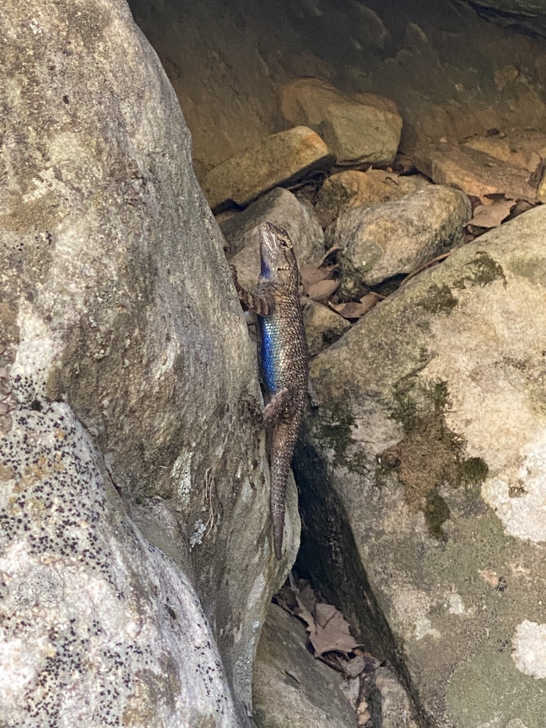 Western Fence Lizard from Las Vegas, NV, US on August 20, 2020 at 08:50 ...