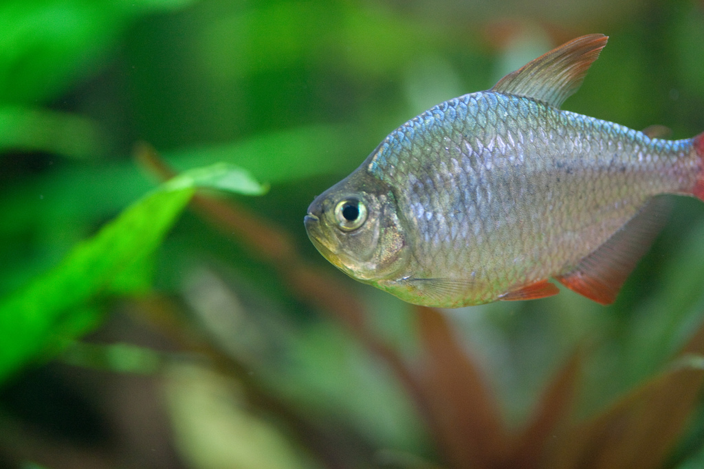 (Hyphessobrycon) - Marine Life Identification