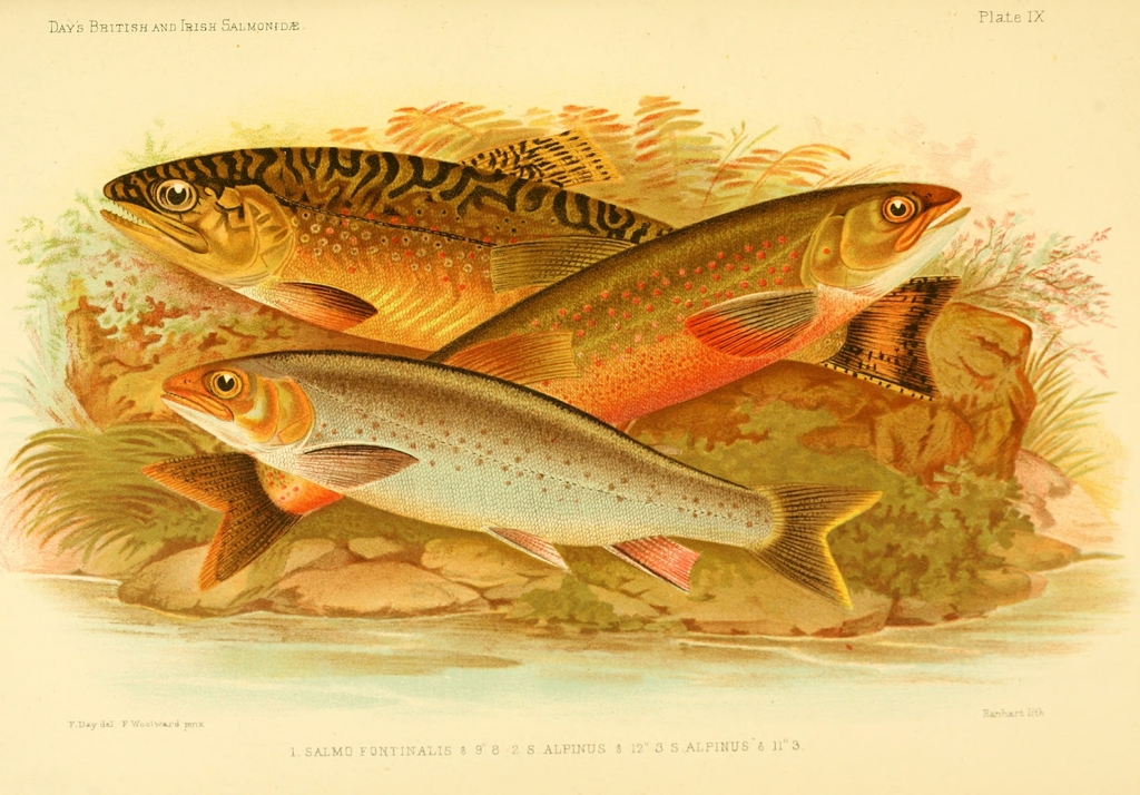 Salmons, Trouts, and Whitefishes (Salmonidae) - Marine Life Identification