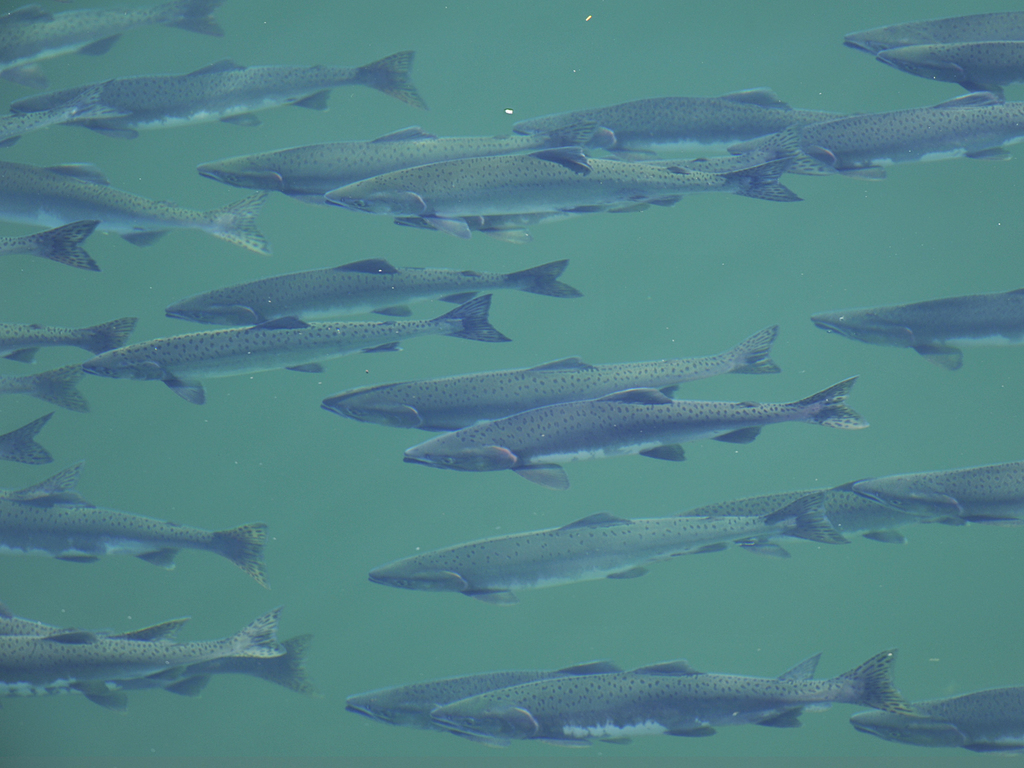 Salmons, Trouts, and Whitefishes (Salmonidae) - Marine Life Identification