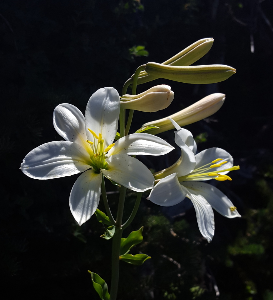 Washington lily (Lilium washingtonianum) - Botanical Realm
