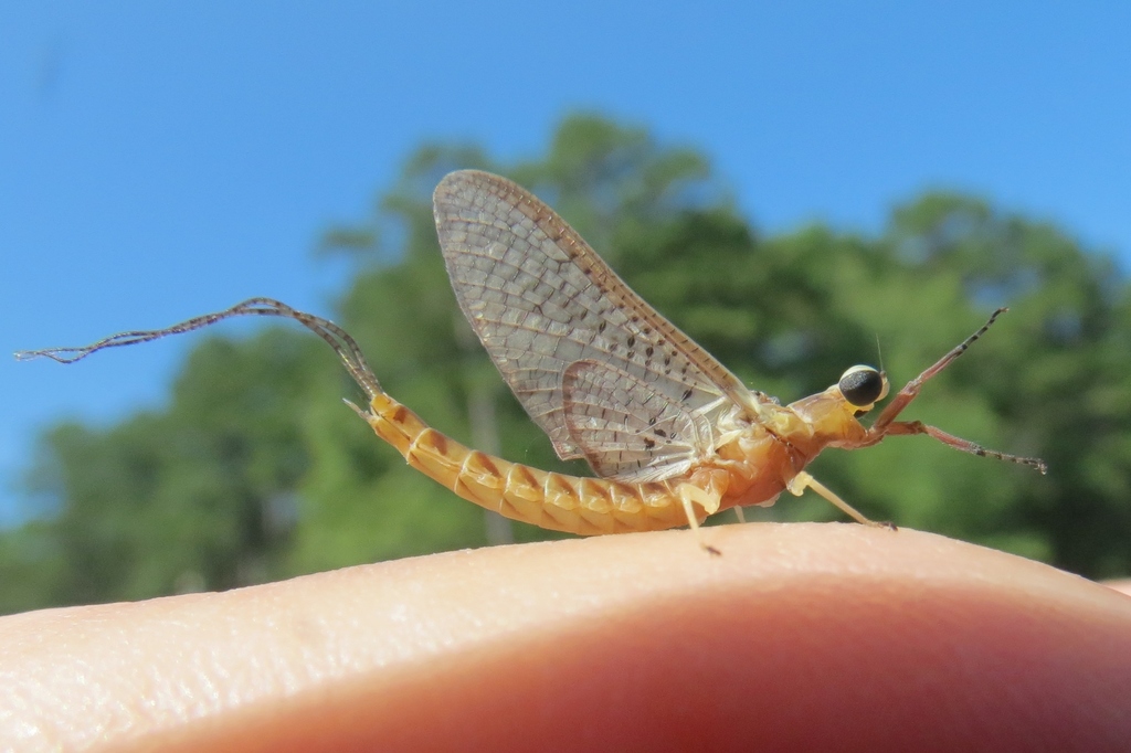 Giant Mayfly from Hot Springs Village, AR, USA on August 17, 2020 at 11 ...