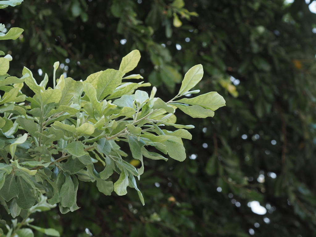 Elaeagnus oldhamii from Yulin, Taiwan, Taiwan on August 21, 2020 at 07: ...