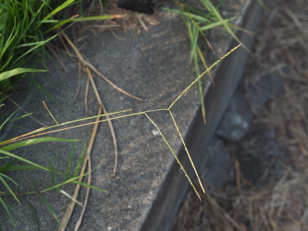 broadleaf carpetgrass from Yulin, Taiwan, Taiwan on August 21, 2020 at ...