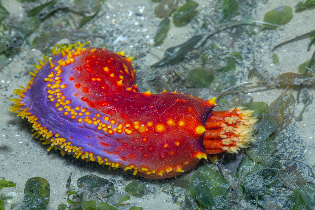 Violet Sea Apple from 300 Nicoll Dr, Singapore 498989 on August 21 ...