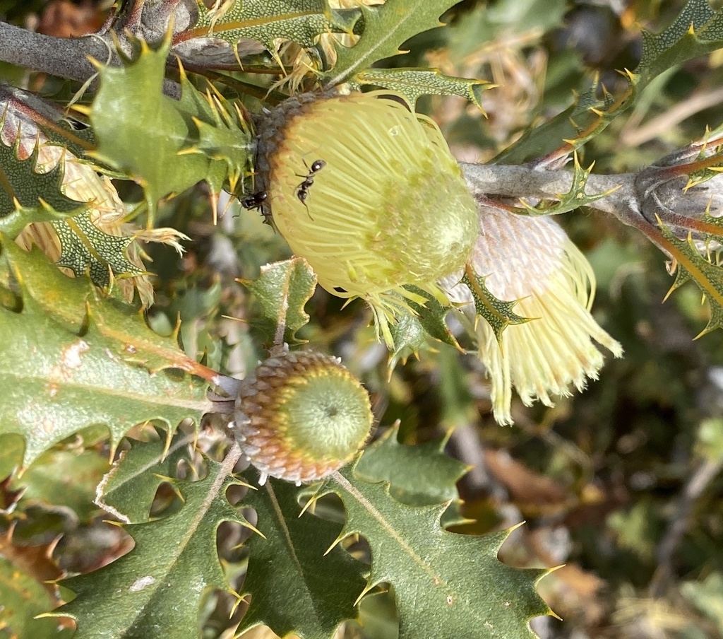 oak-leaved dryandra in August 2020 by Loxley Fedec · iNaturalist