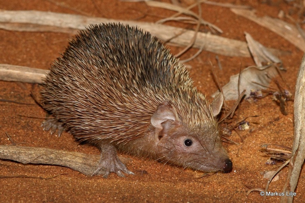 Lesser Hedgehog Tenrec (Echinops telfairi) - Know Your Mammals