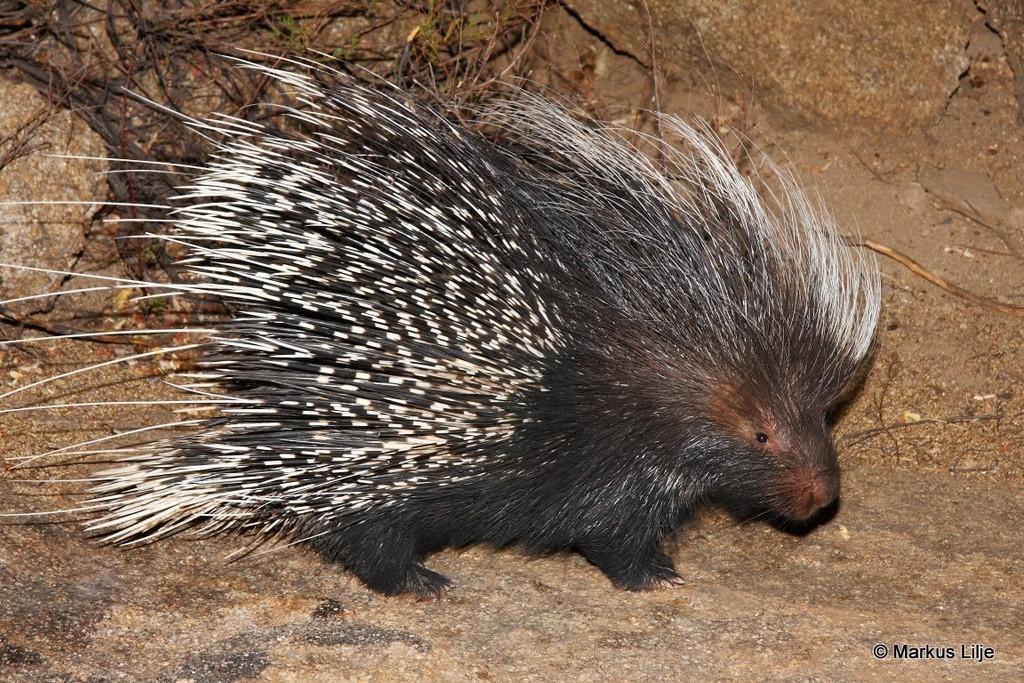 Cape Porcupine (Pauline Bohnen) · iNaturalist