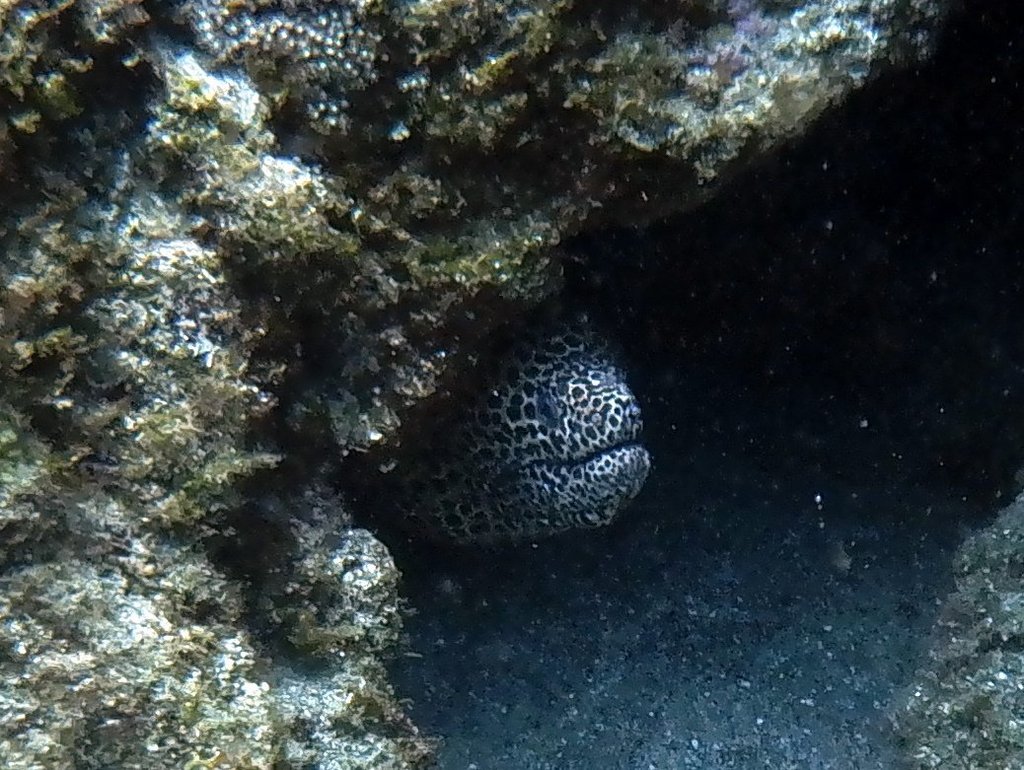 Common Morays from Taitung, TW-TA, TW on August 10, 2020 at 11:04 AM by ...