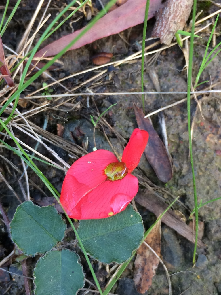 Running Postman from Frankston South VIC 3199, Australia on August 21 ...