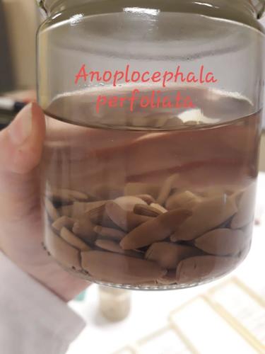 Large Horse Tapeworms (Genus Anoplocephala) · iNaturalist