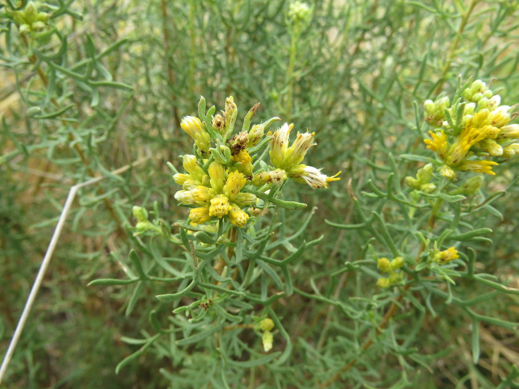 burroweed (Isocoma tenuisecta) - Botanical Realm