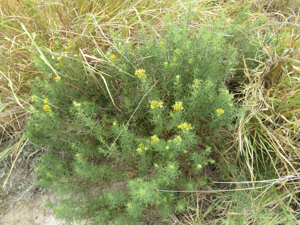 burroweed (Isocoma tenuisecta) - Botanical Realm
